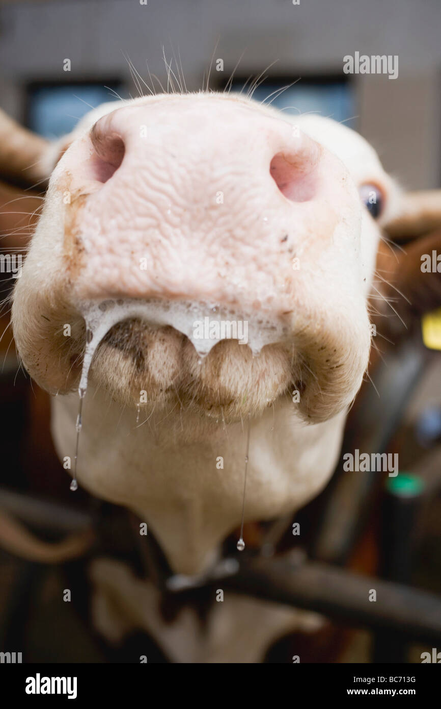 Cow in stall (close-up of mouth Stock Photo - Alamy