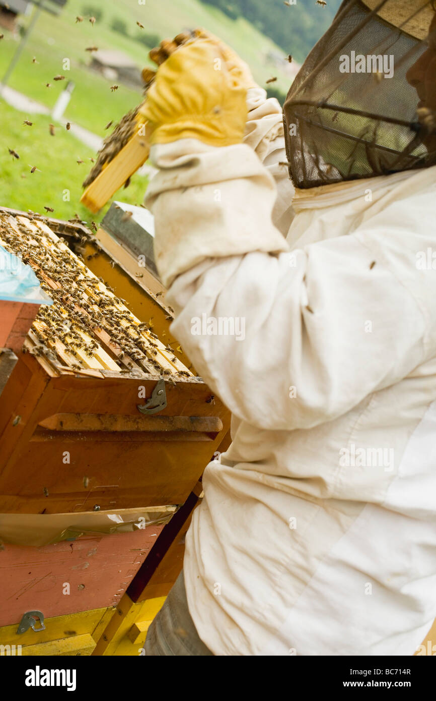 Beehive labor hi-res stock photography and images - Alamy