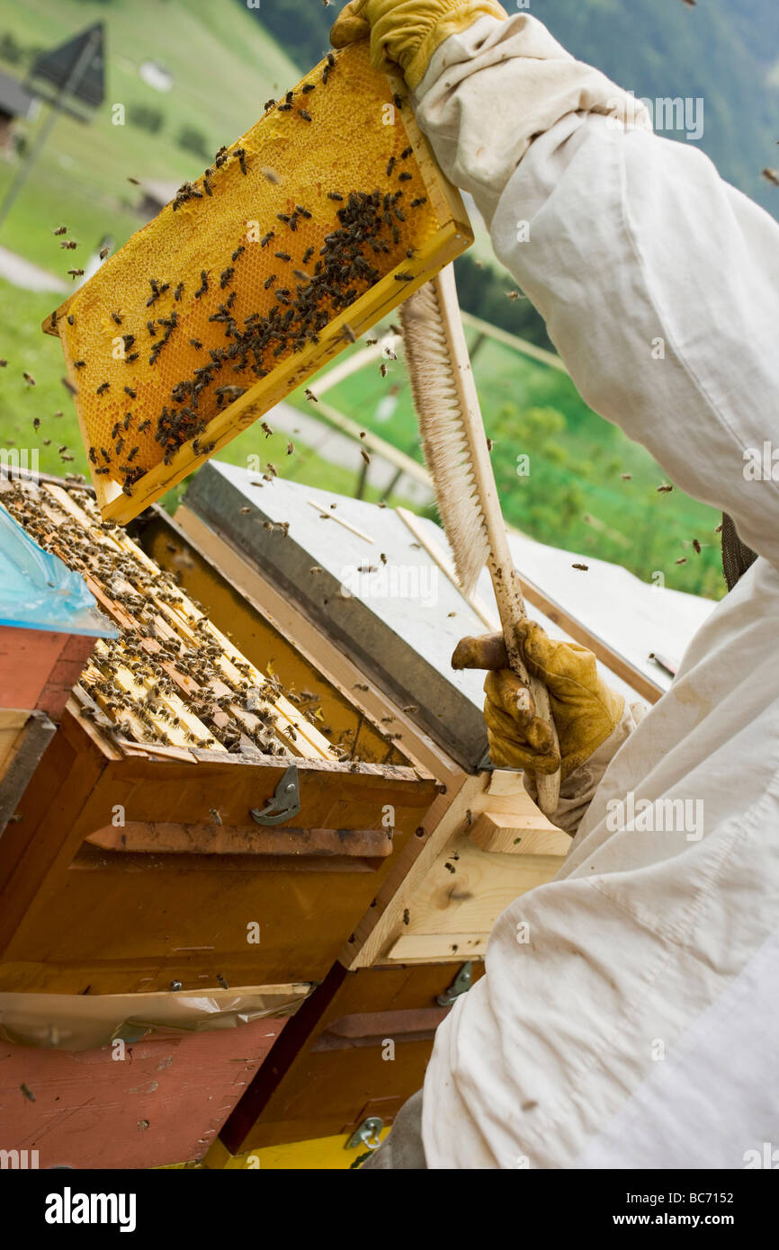 Beehive labor hi-res stock photography and images - Alamy