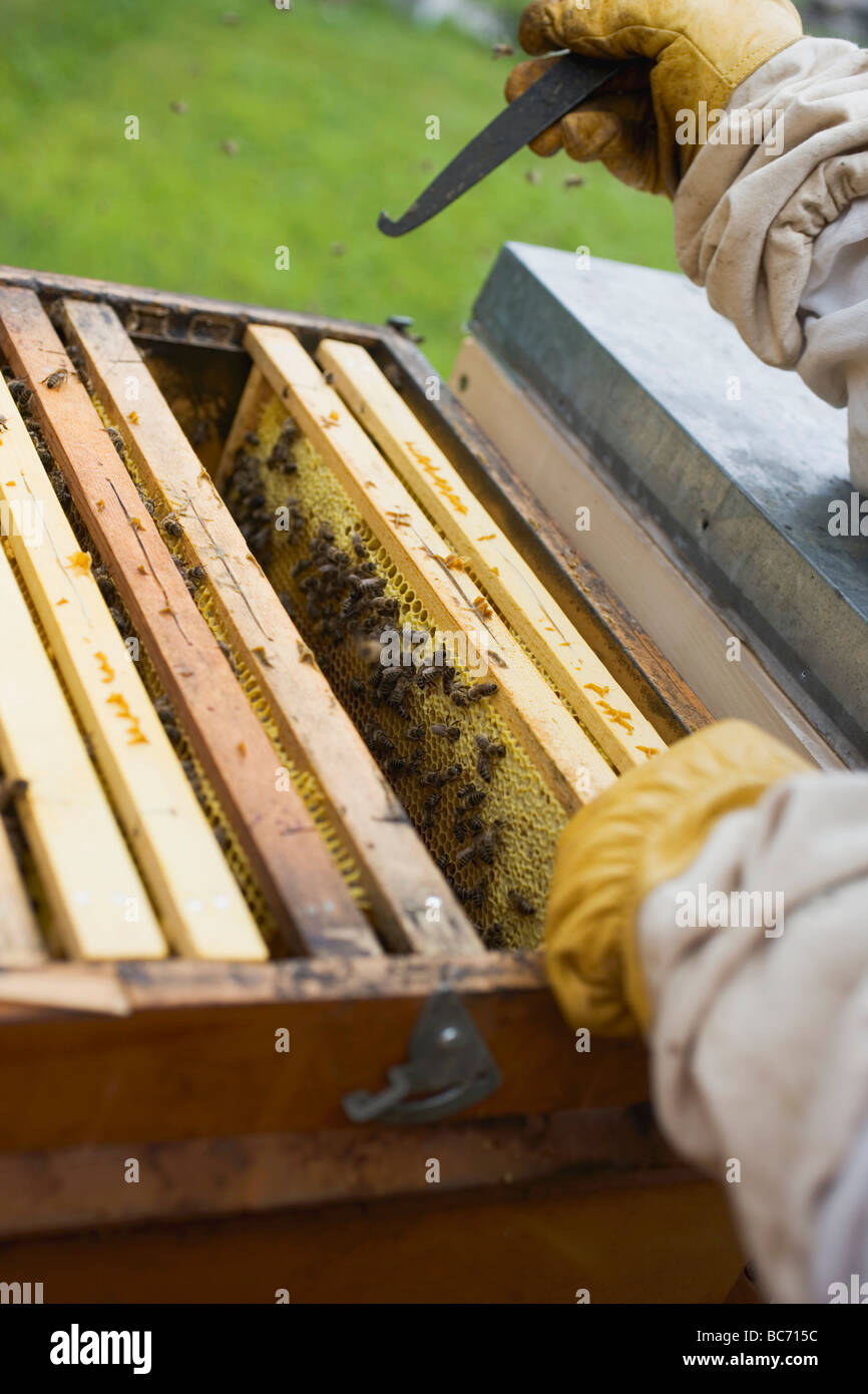 Beehive labor hi-res stock photography and images - Alamy