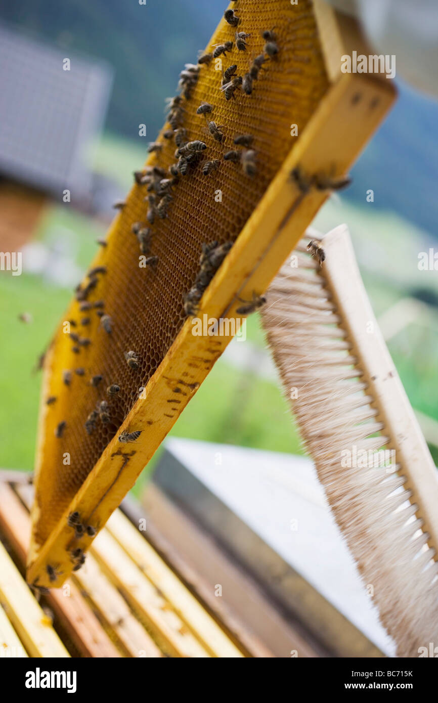 Honeycomb brush hi-res stock photography and images - Alamy