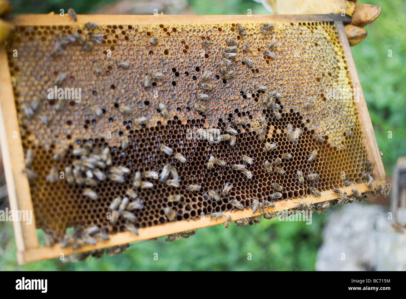 Beekeeper holding honeycomb with bees Stock Photo - Alamy