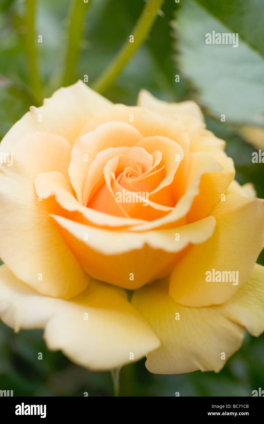 Salmon-pink rose Stock Photo - Alamy