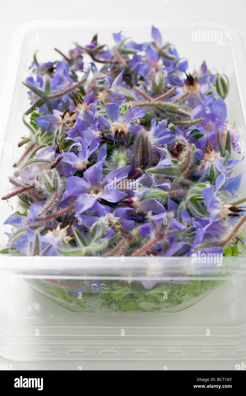 Borago officinalis in container hi-res stock photography and images - Alamy