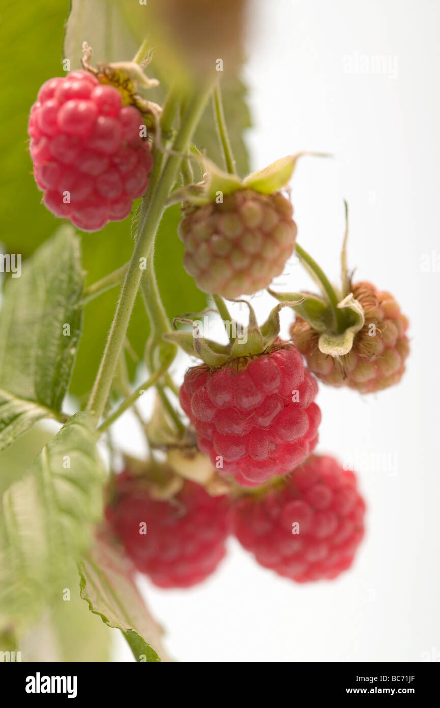 Raspberries on the cane (close-up Stock Photo - Alamy