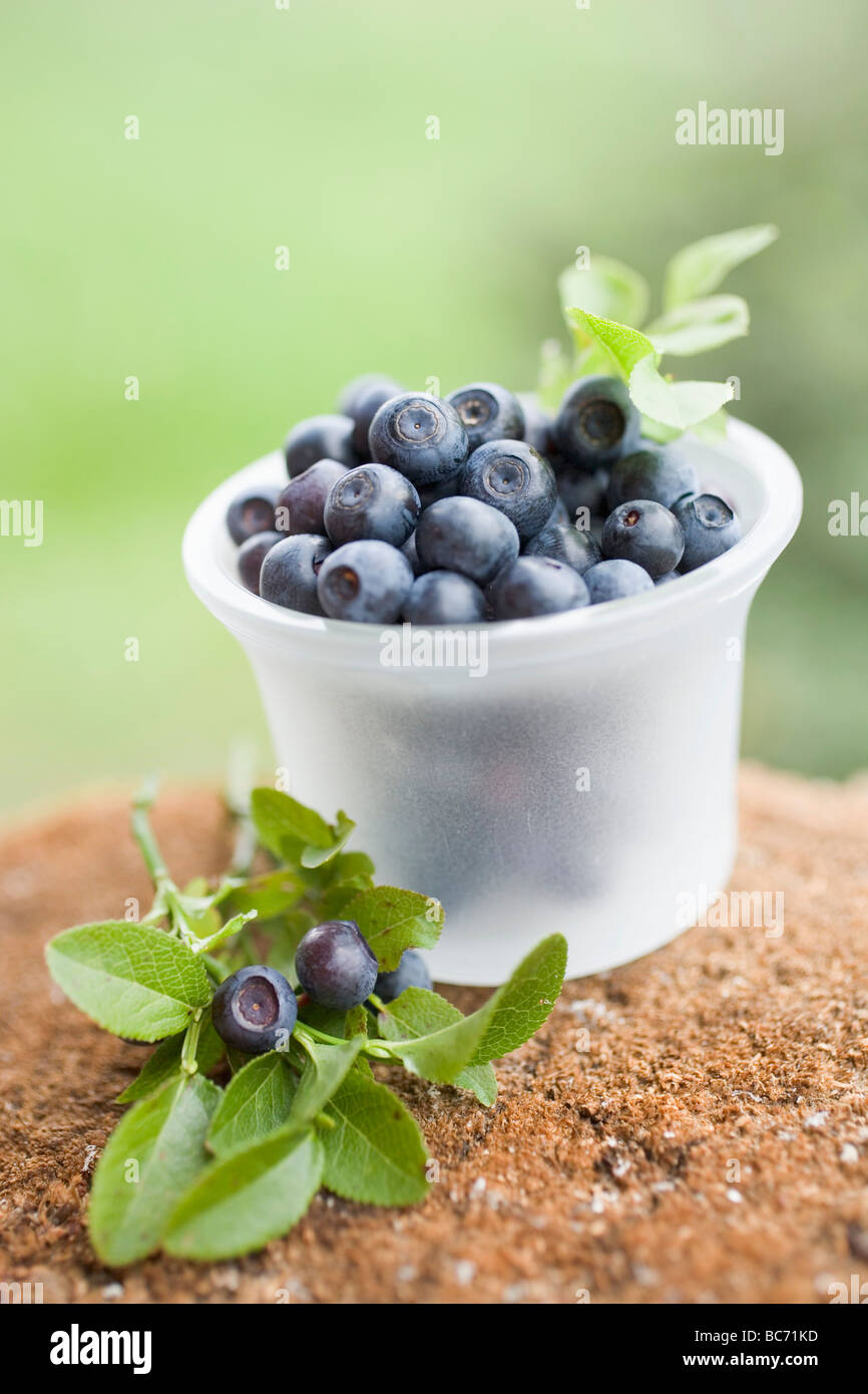 Blueberries in plastic tub Stock Photo - Alamy