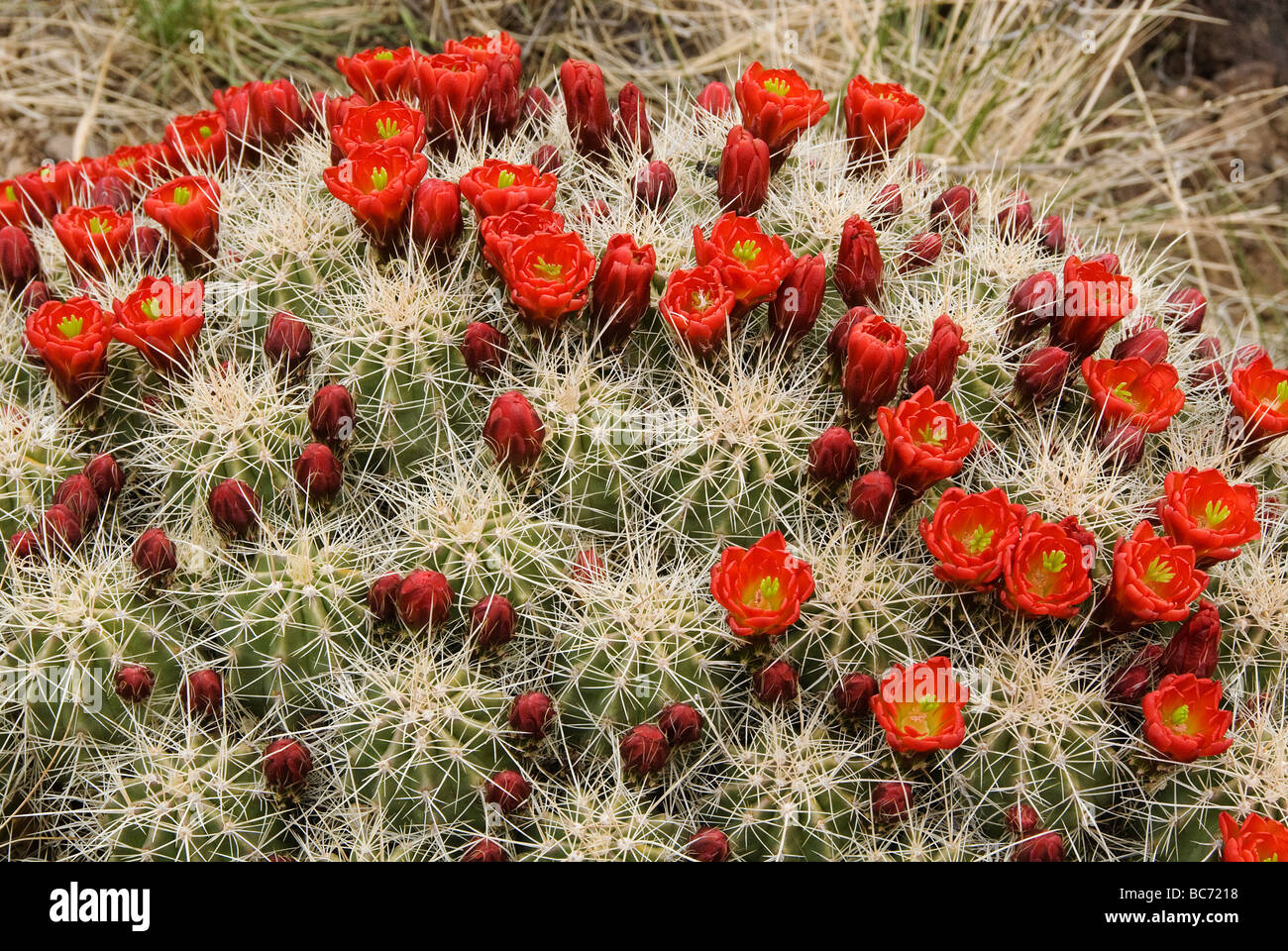 Claret cup cactus hi-res stock photography and images - Alamy
