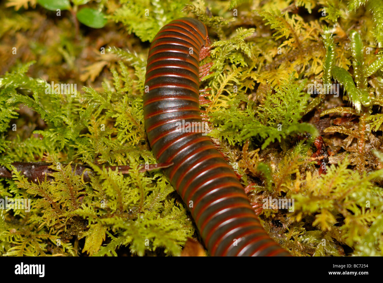 Millipede legs hi-res stock photography and images - Alamy