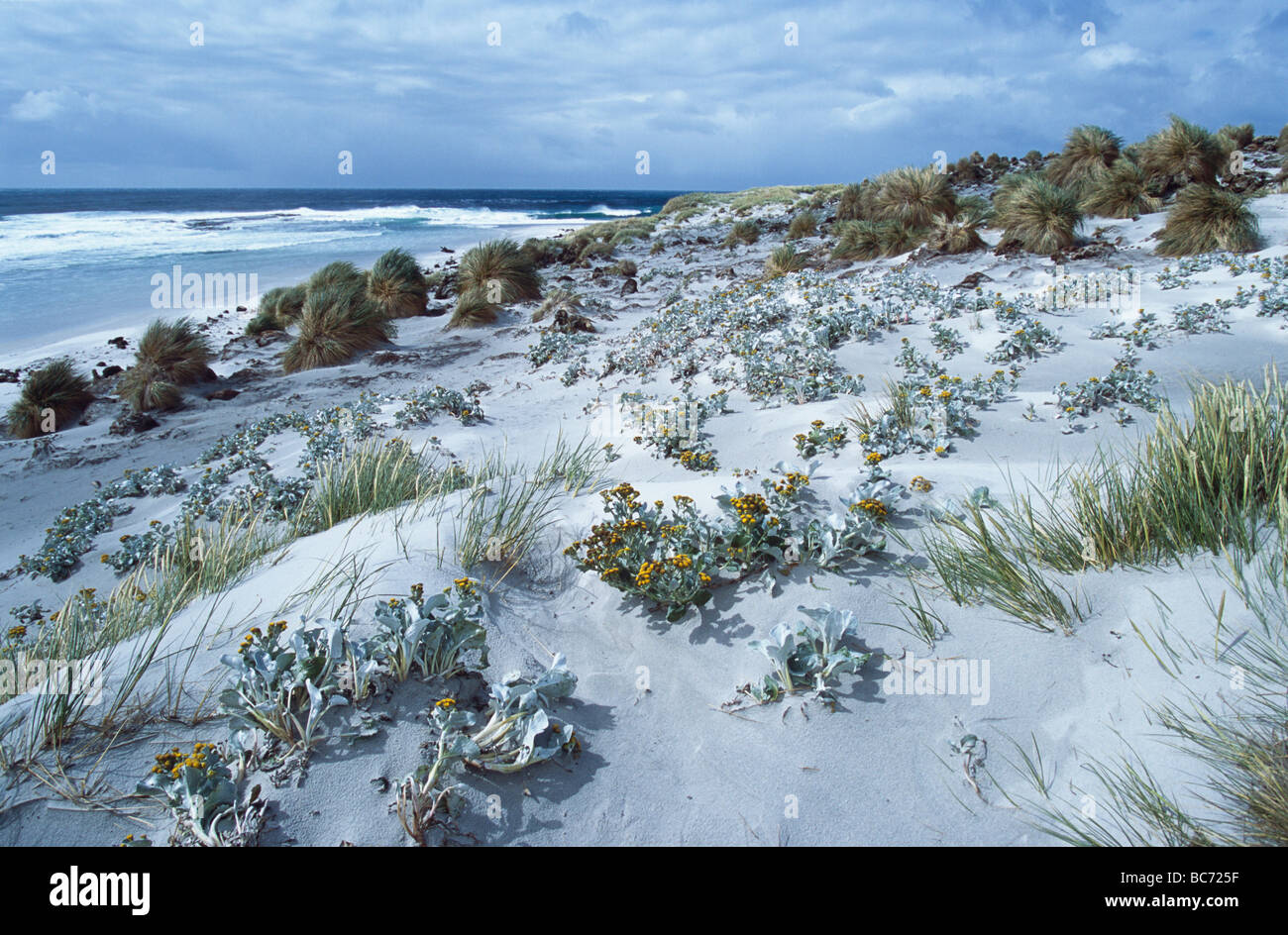 Sea Cabbage, Senecio candidans Stock Photo - Alamy