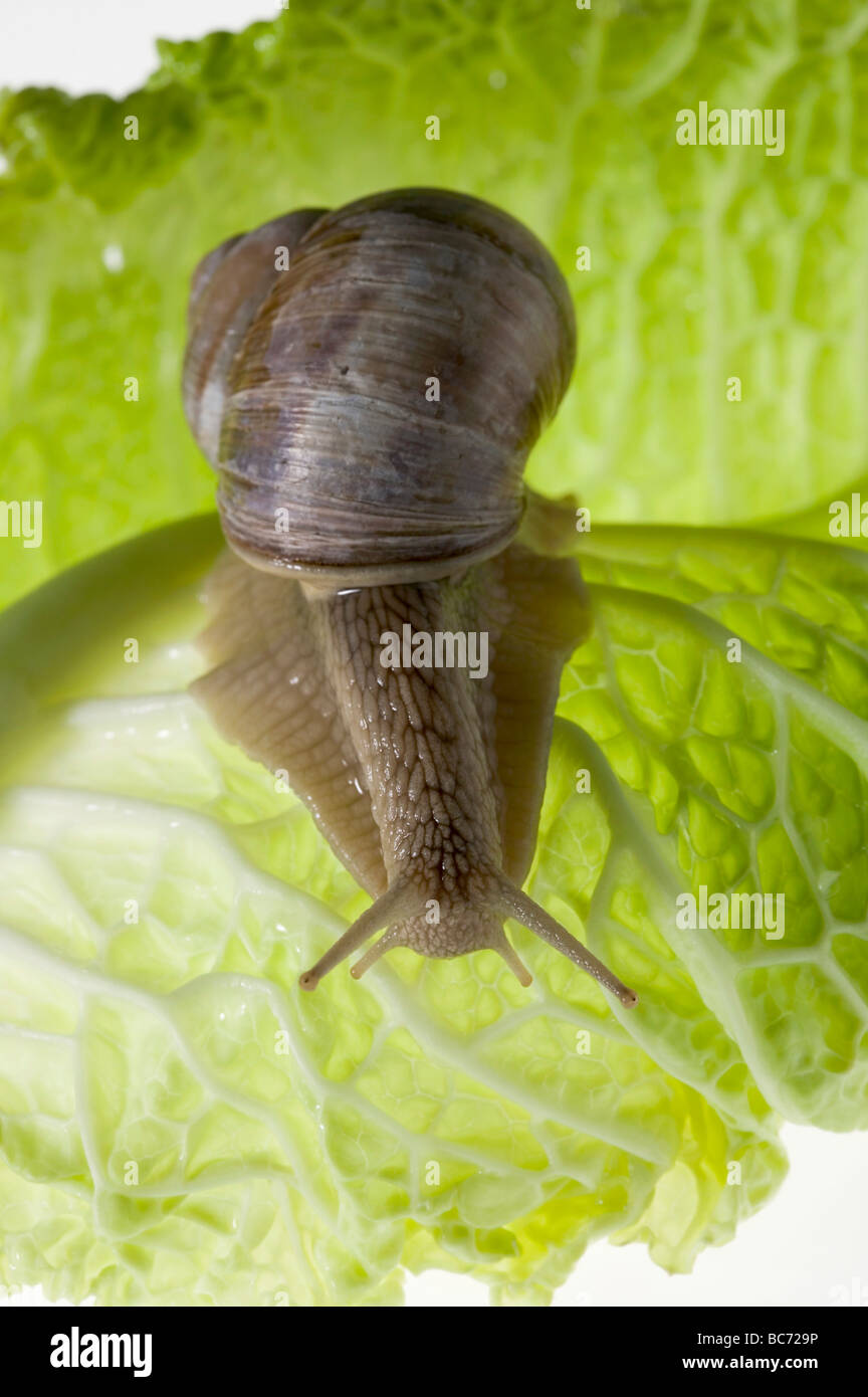Snail on lettuce leaf Stock Photo - Alamy