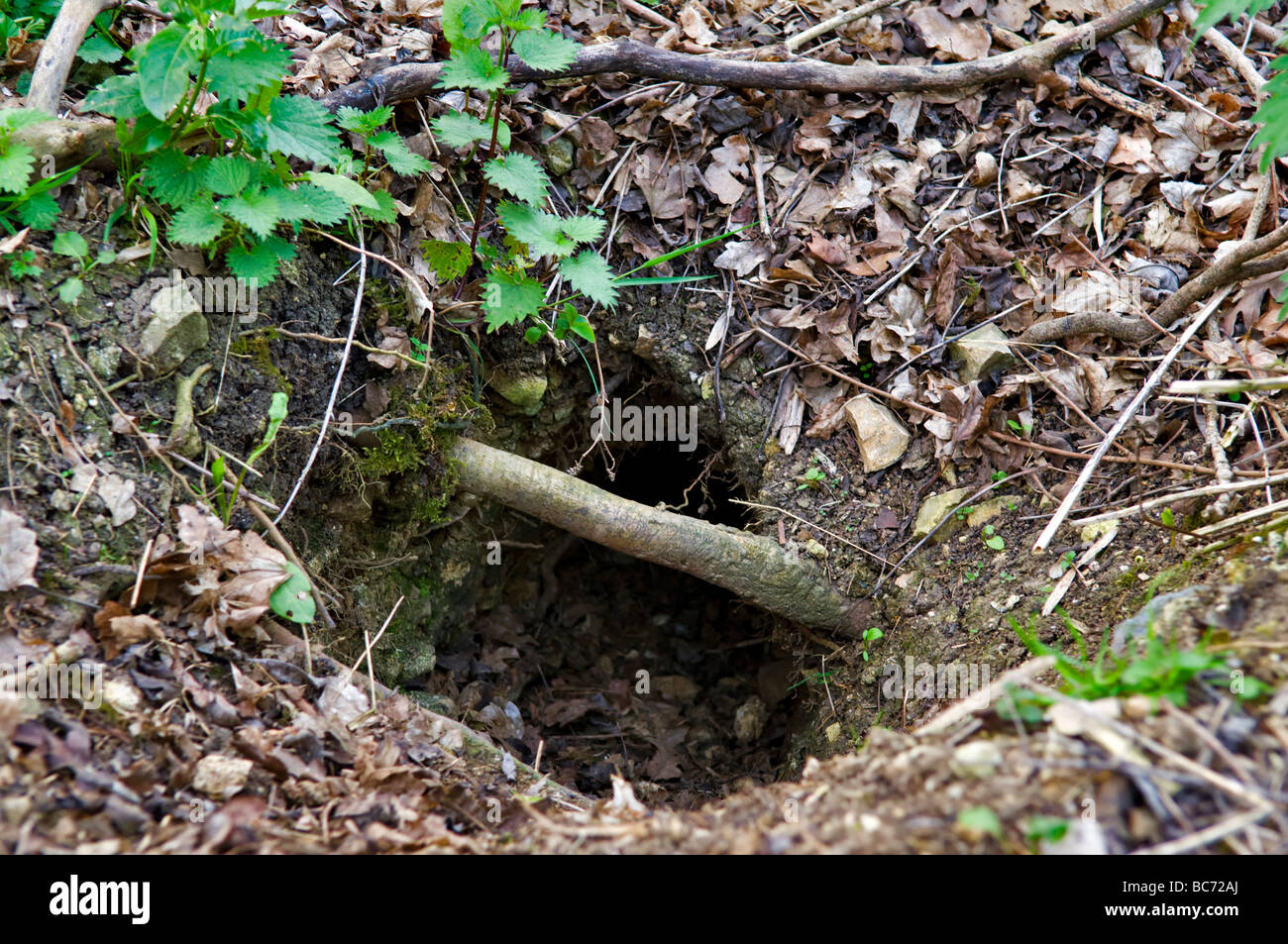 Badger tunnel hi-res stock photography and images - Alamy