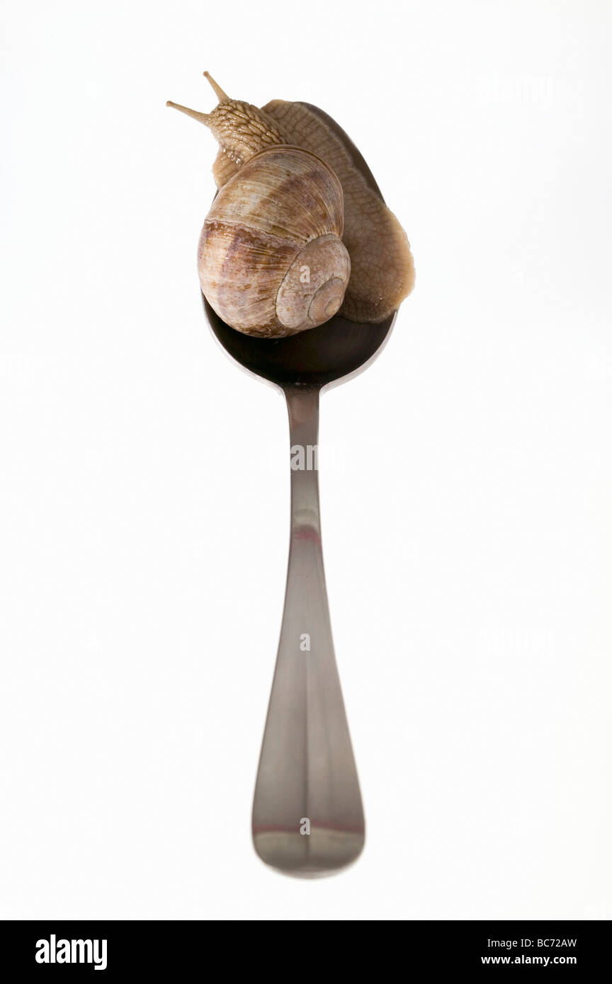 Live birds eye view Cut Out Stock Images & Pictures - Alamy