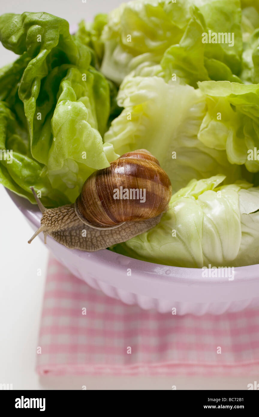 Snail green leaf live escargot hi-res stock photography and images - Alamy