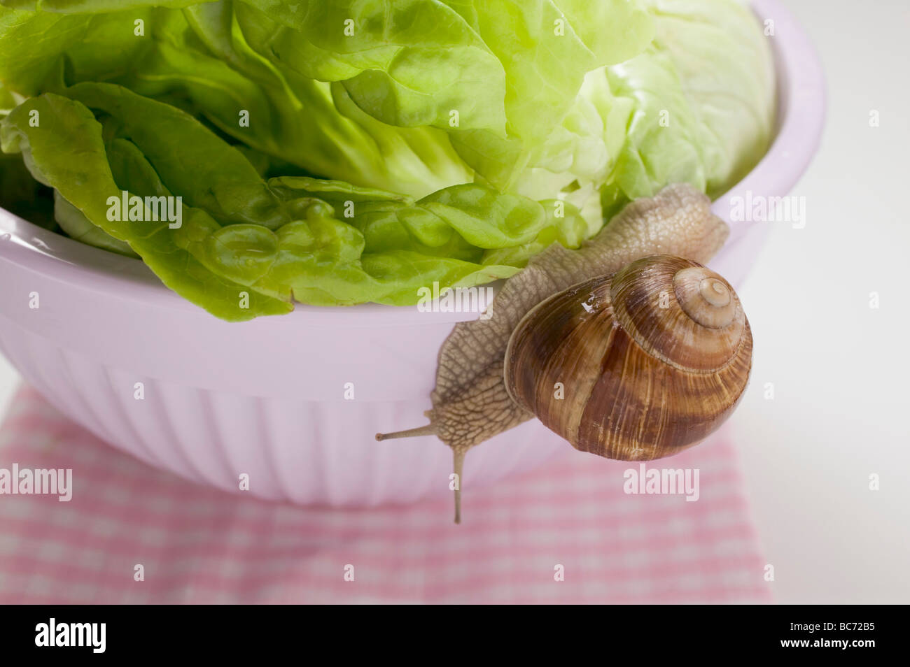 Snail green leaf live escargot hi-res stock photography and images - Alamy