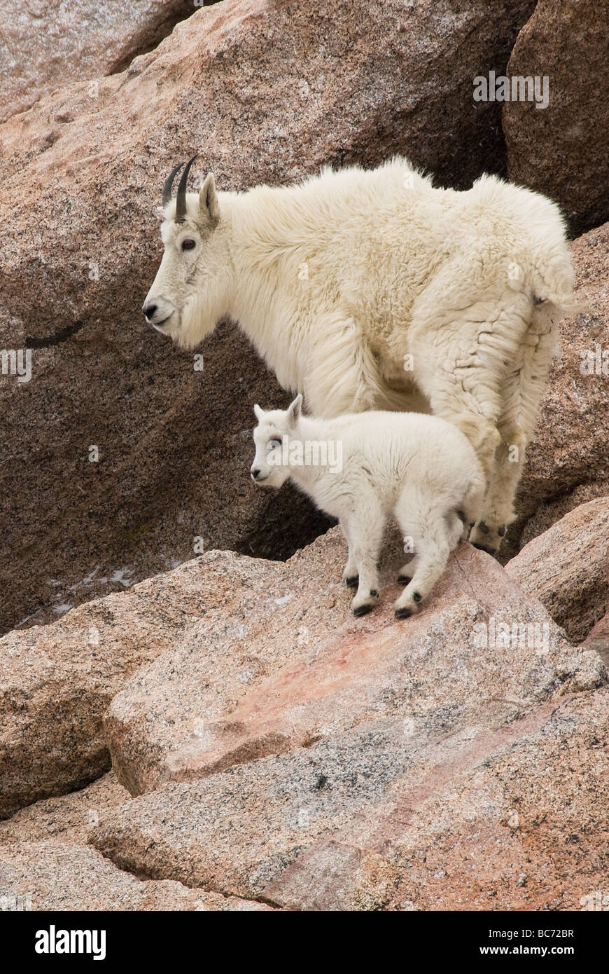 Mountain Goats nanny and kid USA Stock Photo - Alamy