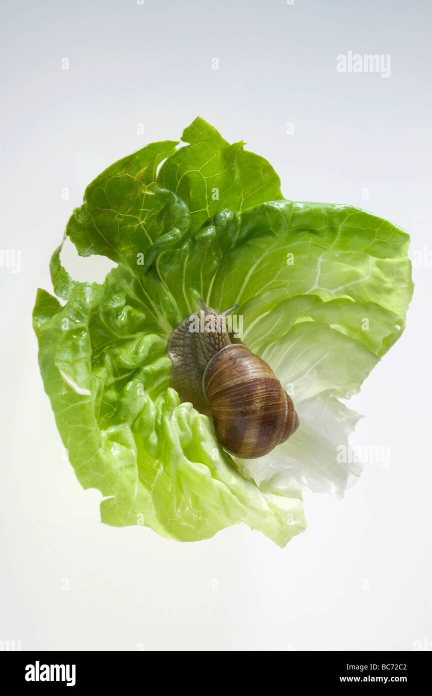 Snail green leaf live escargot hi-res stock photography and images - Alamy