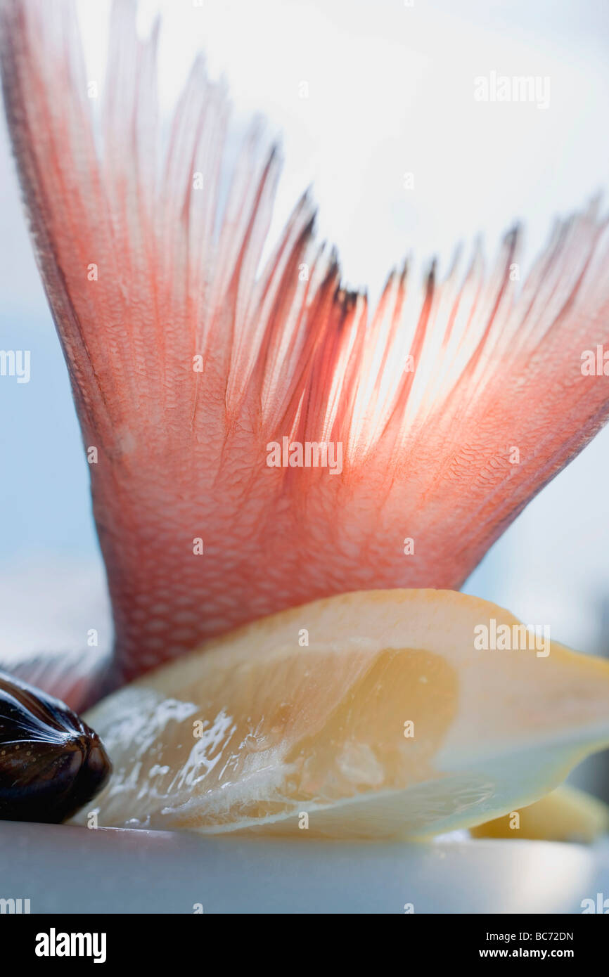 Tail of red snapper with lemon wedge Stock Photo - Alamy