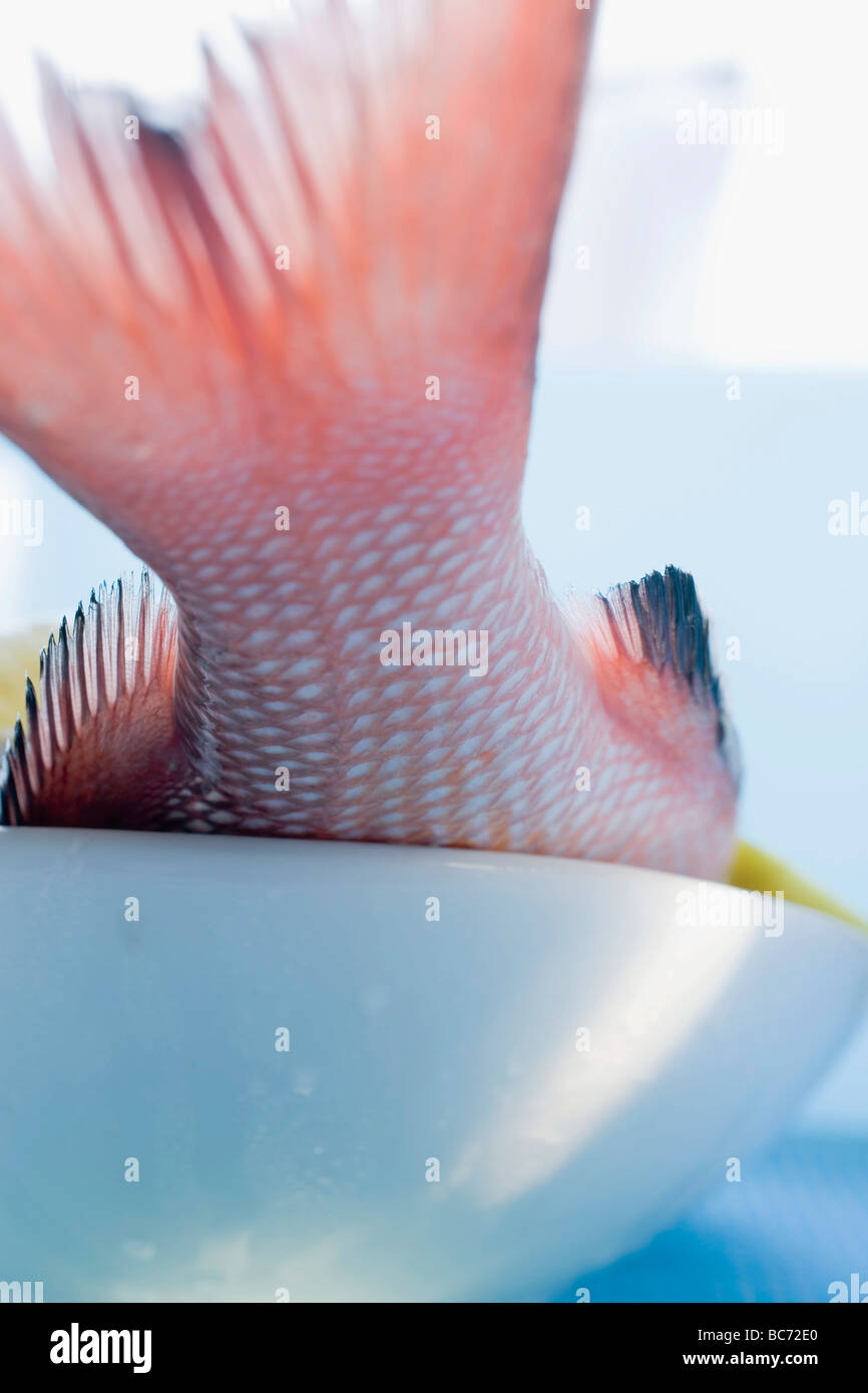 Tail of red snapper in white bowl Stock Photo - Alamy