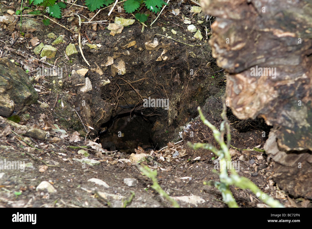 Badger set hi-res stock photography and images - Alamy