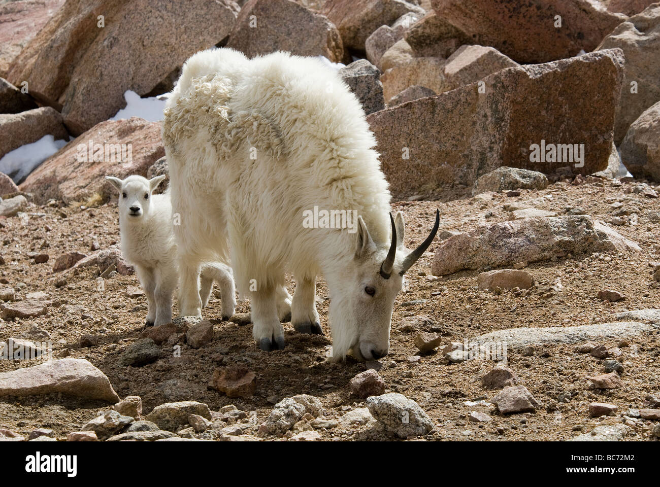 Nanny goats hi-res stock photography and images - Alamy