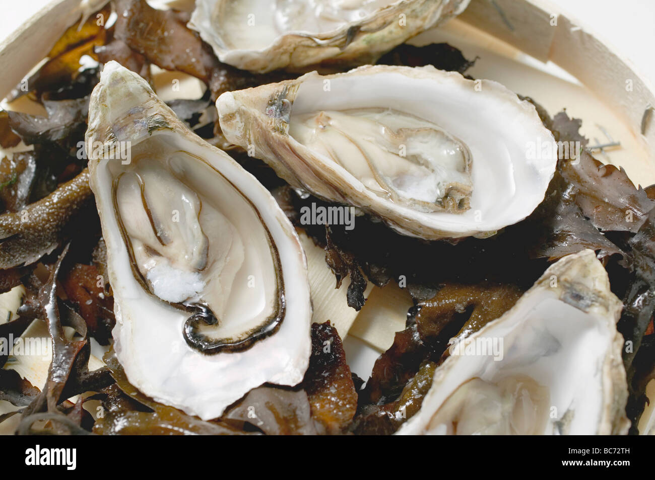 Fresh oysters, opened, on seaweed Stock Photo - Alamy