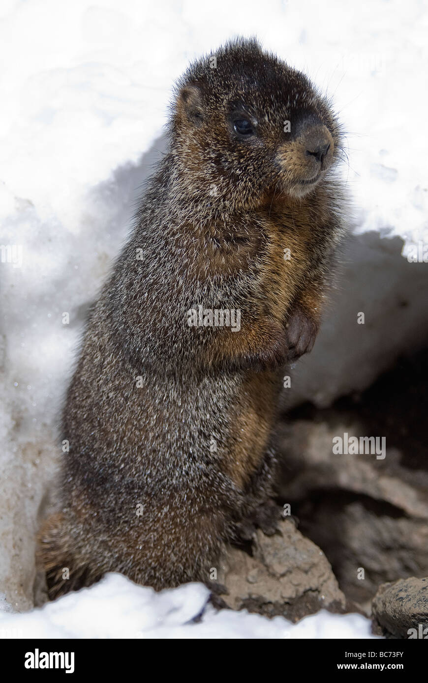 Yellow bellied Marmot in snow Marmota flaviventris Mount Evans Scenic ...