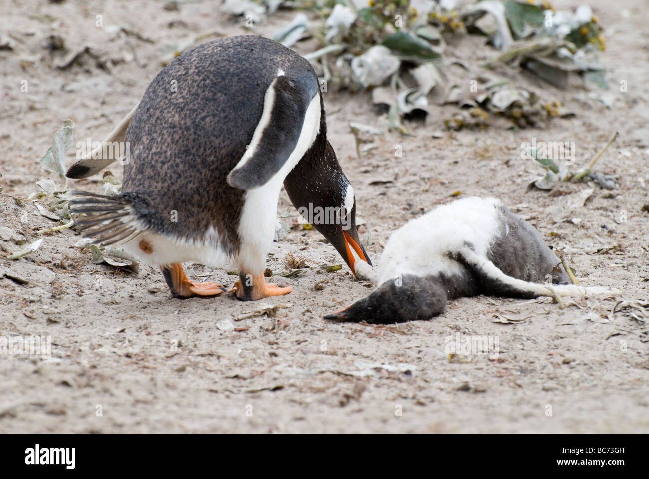 Dead Penguin