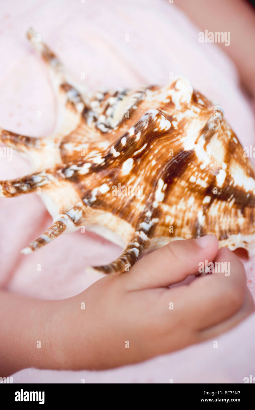 Child's hand holding sea shell Stock Photo - Alamy