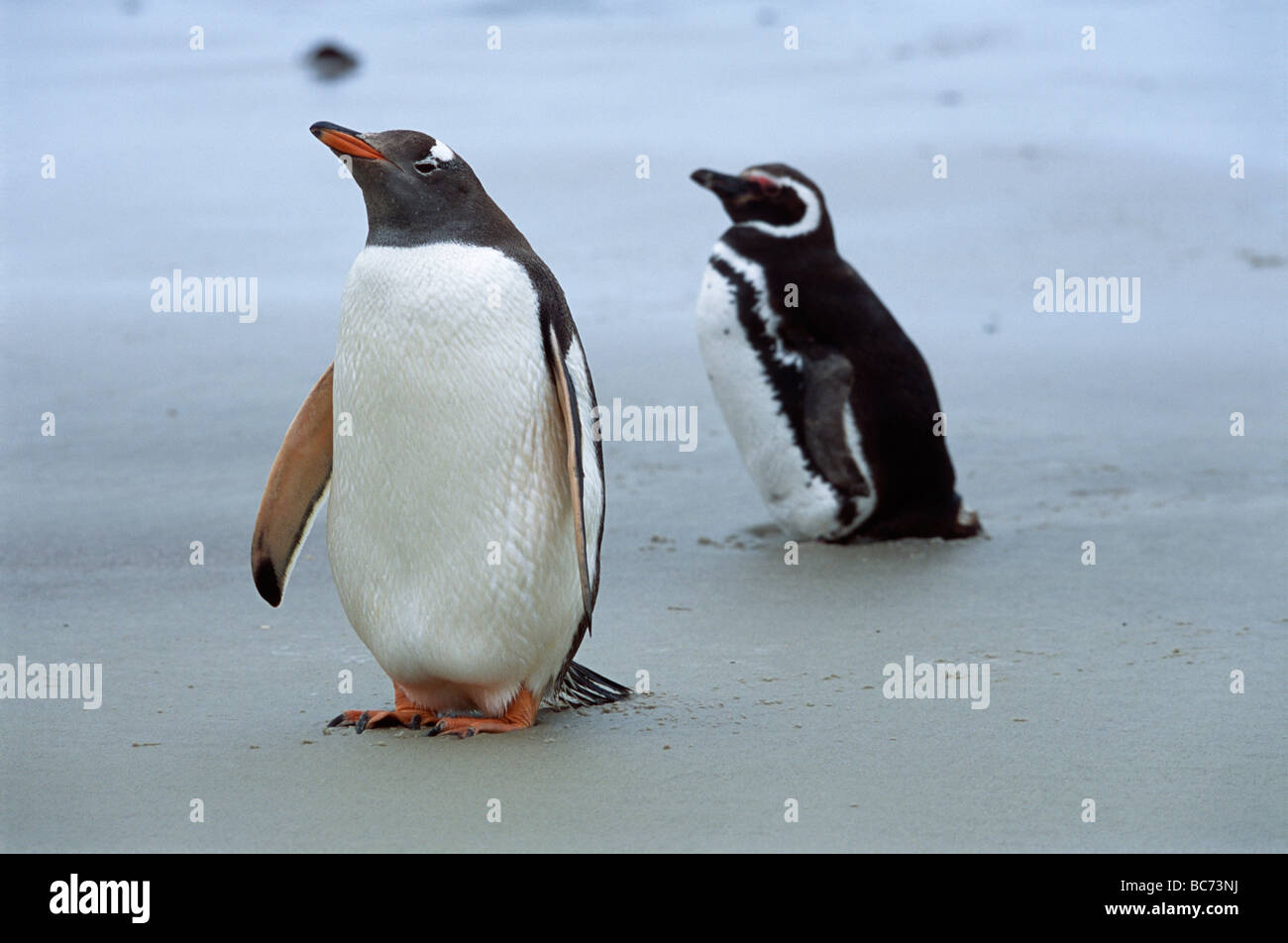 Different penguin species hi-res stock photography and images - Alamy