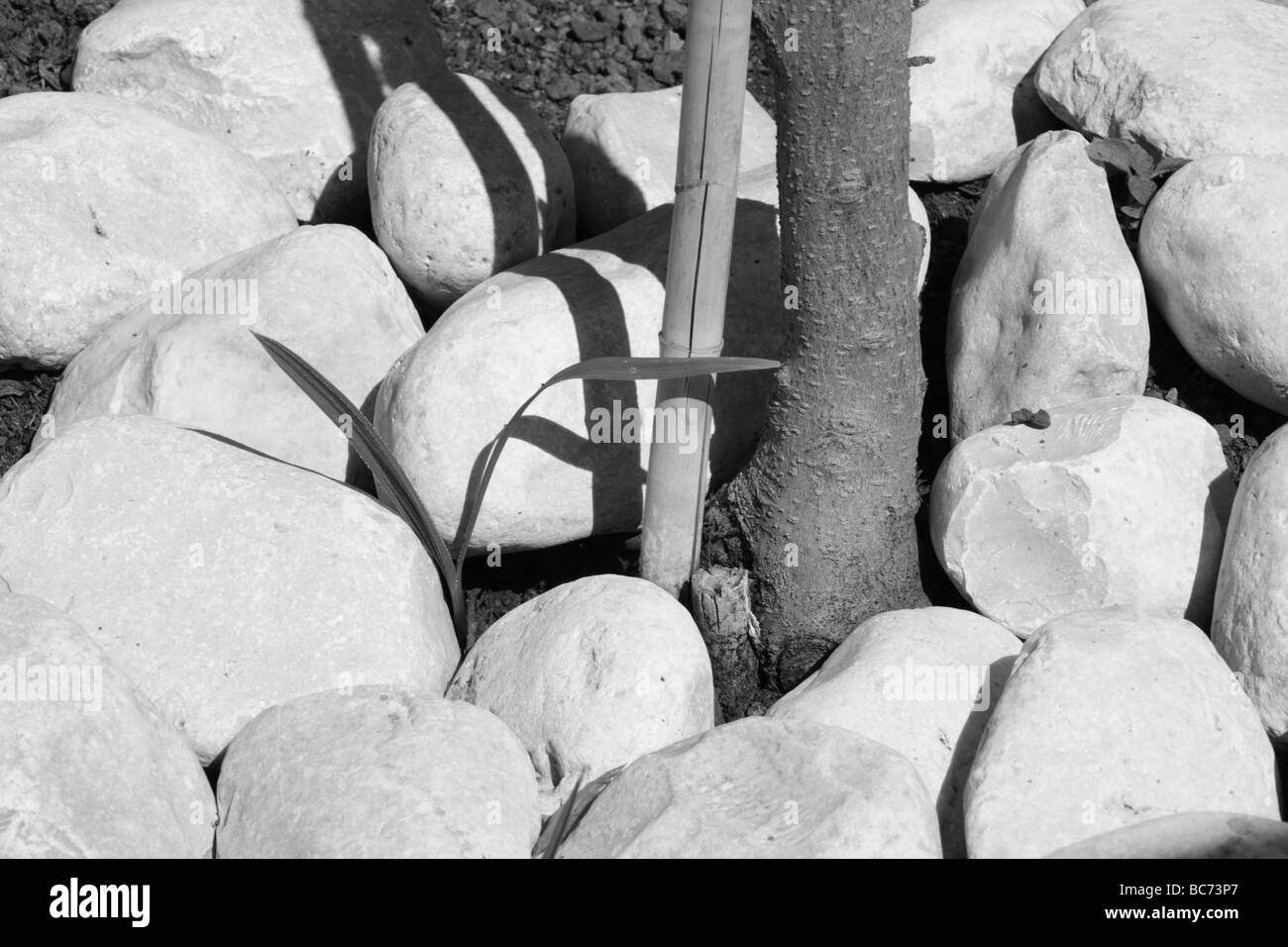 Stones at the base of a tree with bamboo. Black & White Stock Photo - Alamy