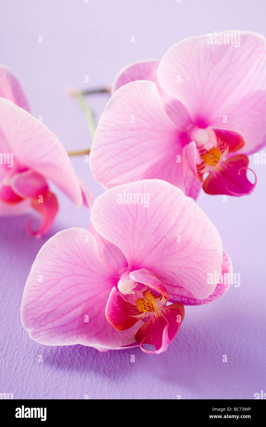Pink orchids Stock Photo - Alamy