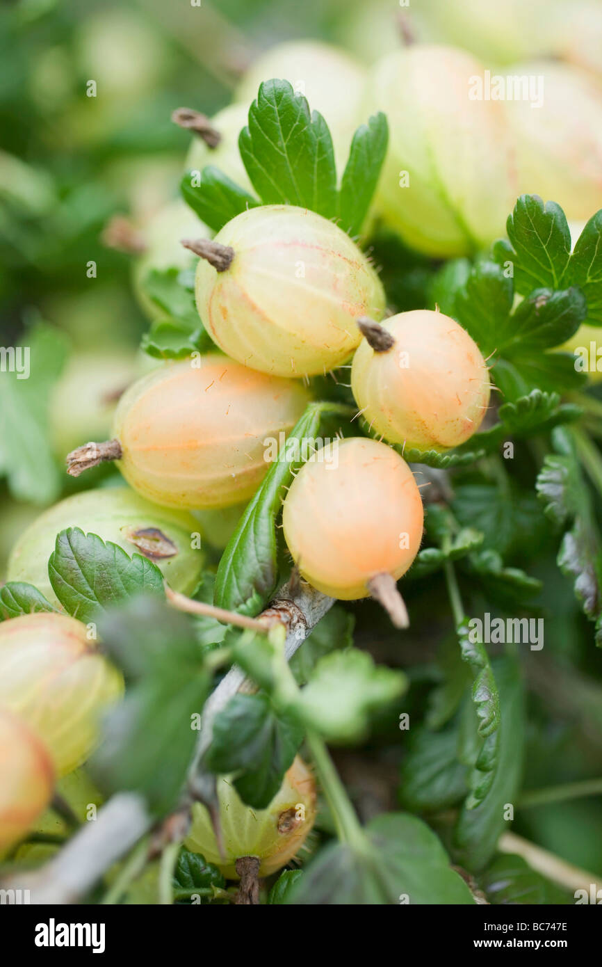 Gooseberries on the bush Stock Photo - Alamy