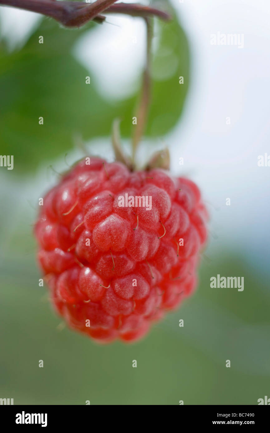 Raspberry on the cane (close-up Stock Photo - Alamy