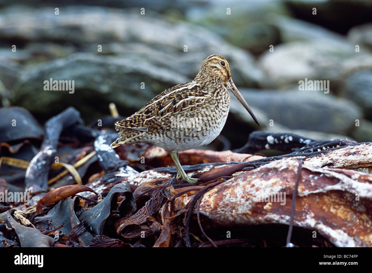 Magellanic Snipe, Gallinago paraguaiae magellanica, in the intertidal ...