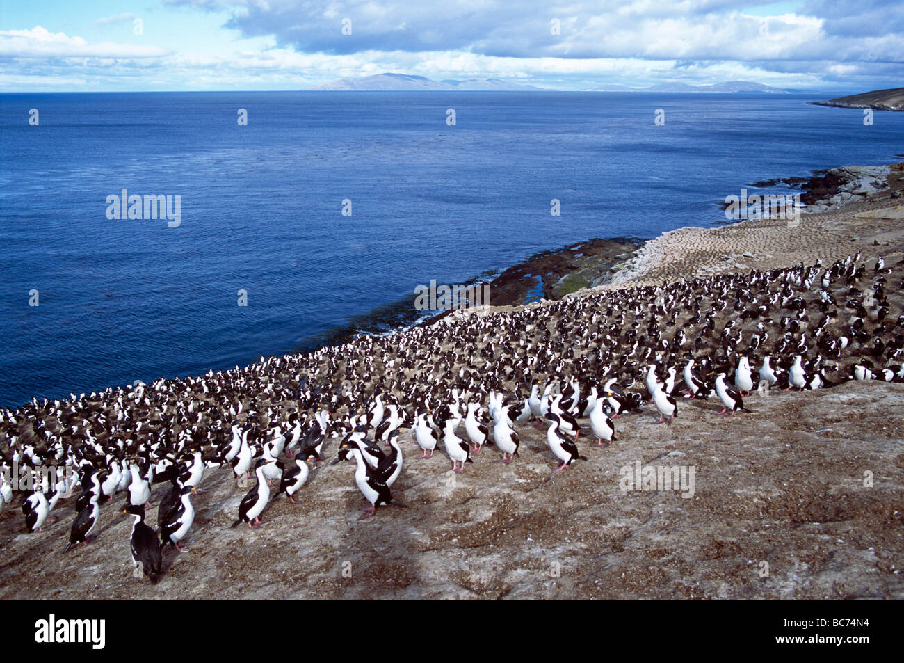 Imperial Cormorants, Phalacrocorax atriceps albiventer - breeding ...