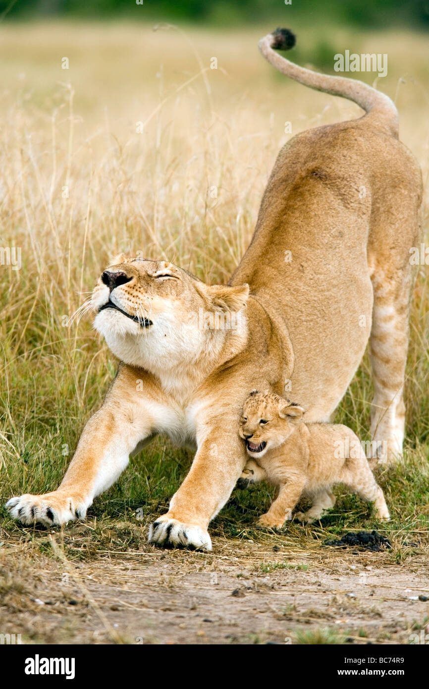 Lioness and Cub Stretching - Masai Mara National Reserve, Kenya Stock ...