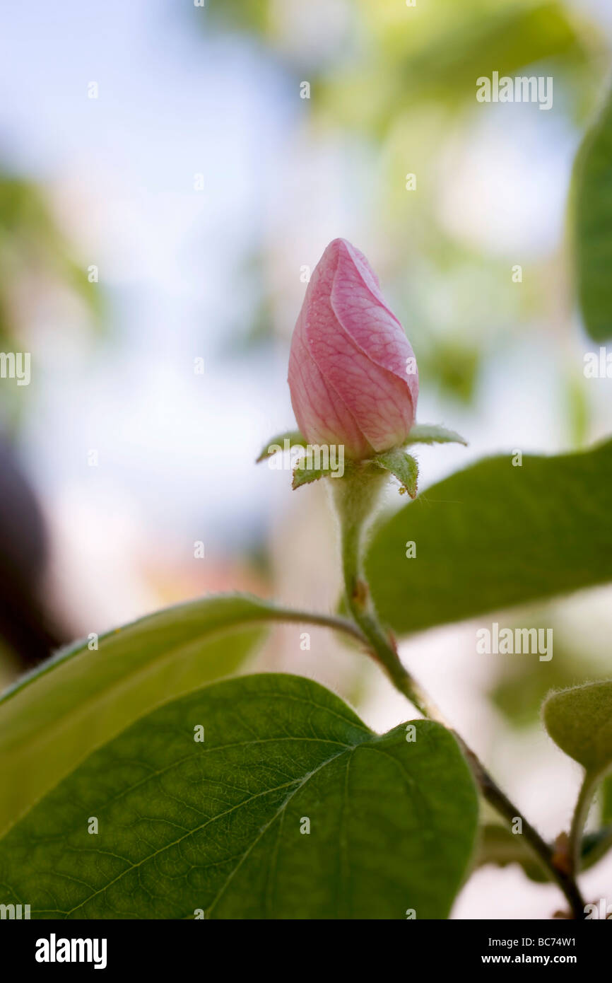 Apple blossom bud on branch Stock Photo - Alamy