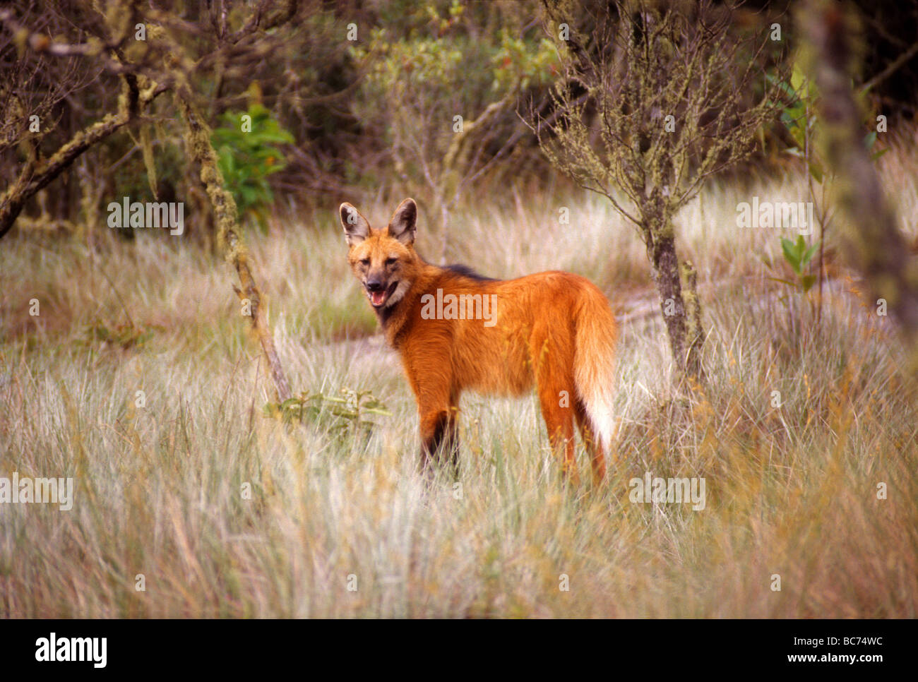 Maned wolf in brazil hi-res stock photography and images - Alamy