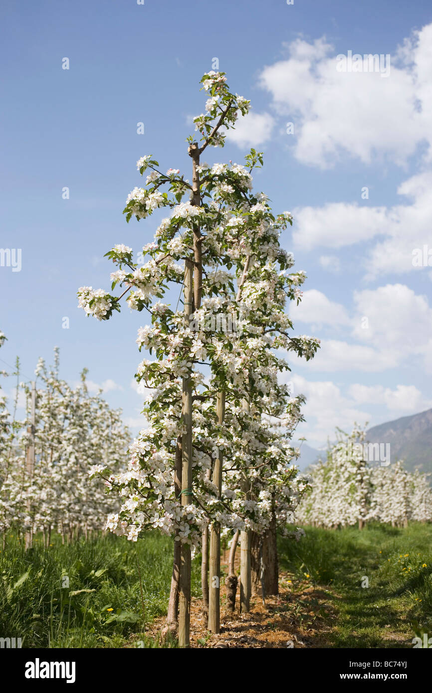 Young apple trees in blossom Stock Photo - Alamy