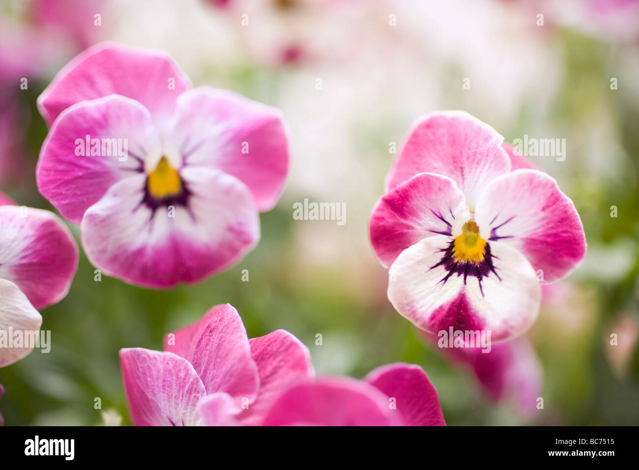 Pink pansies Stock Photo - Alamy