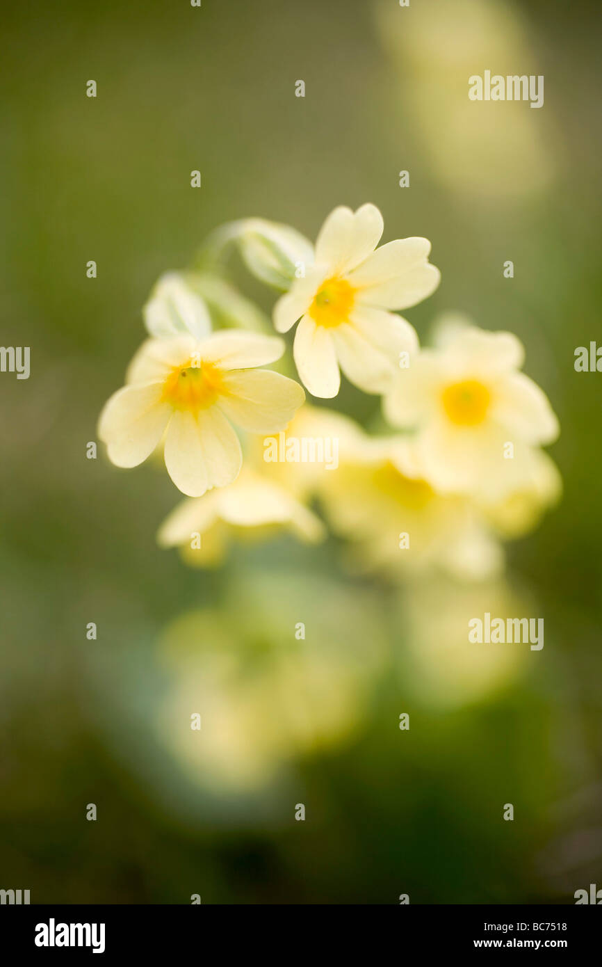 Yellow primulas Stock Photo - Alamy