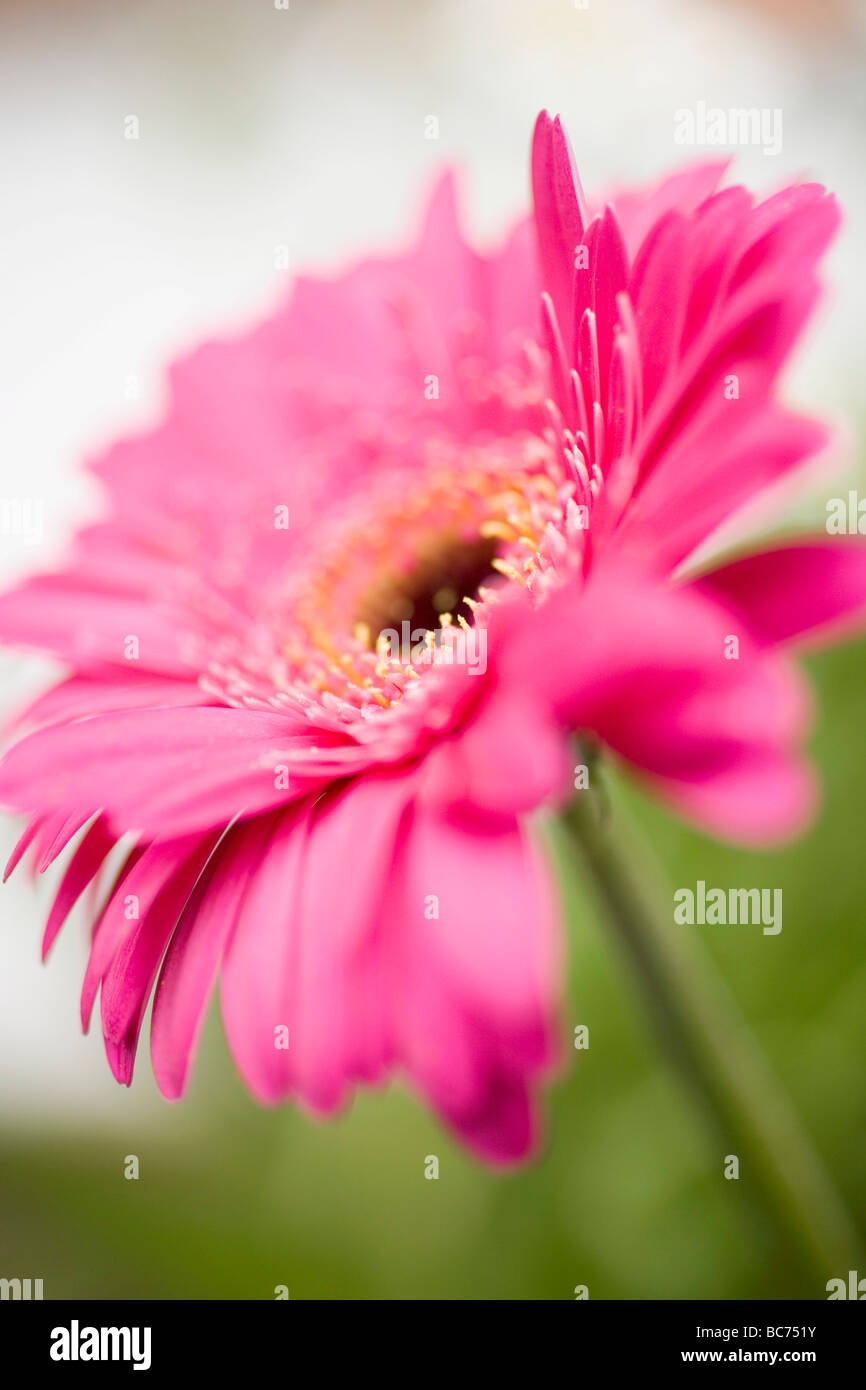 Pink gerbera Stock Photo - Alamy