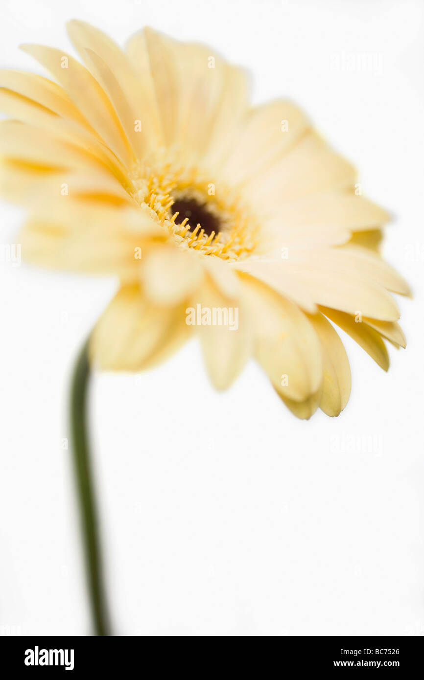 Yellow gerbera Stock Photo - Alamy
