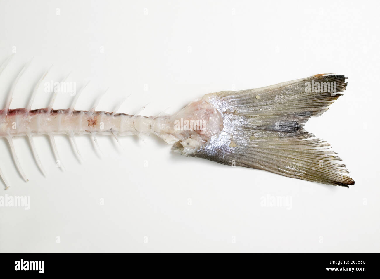 Fish bones hi-res stock photography and images - Alamy