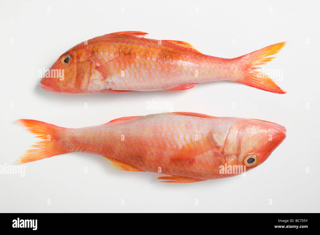 Two red mullet Stock Photo - Alamy