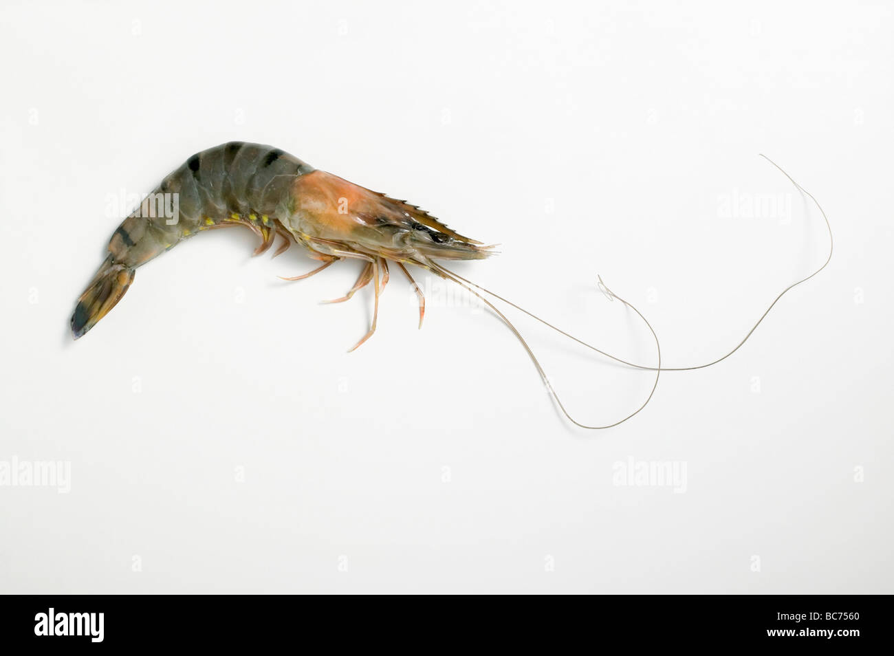 Tiger prawn Stock Photo - Alamy