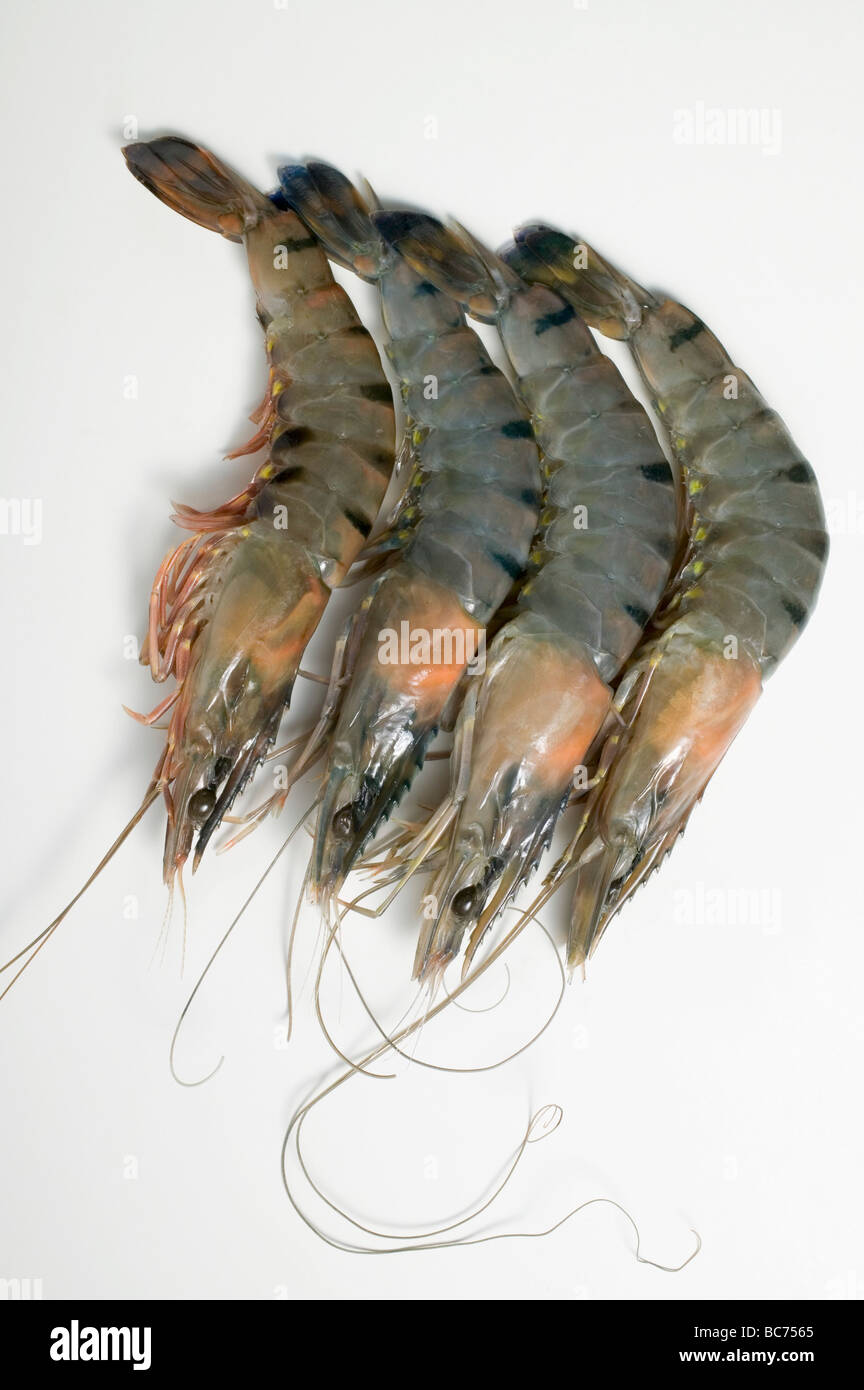 Four tiger prawns Stock Photo - Alamy