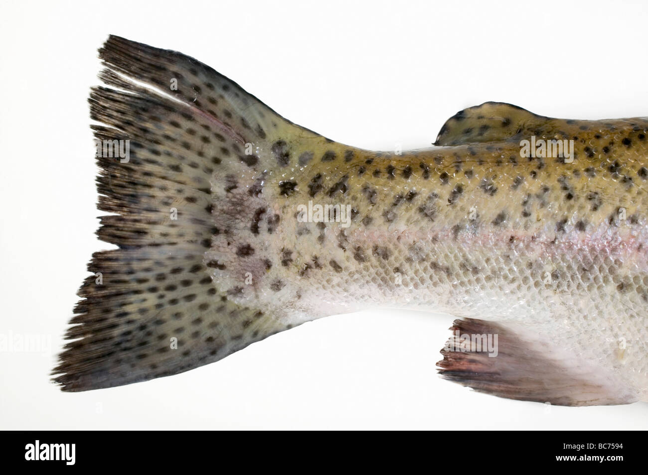 The salmon tail hi-res stock photography and images - Alamy