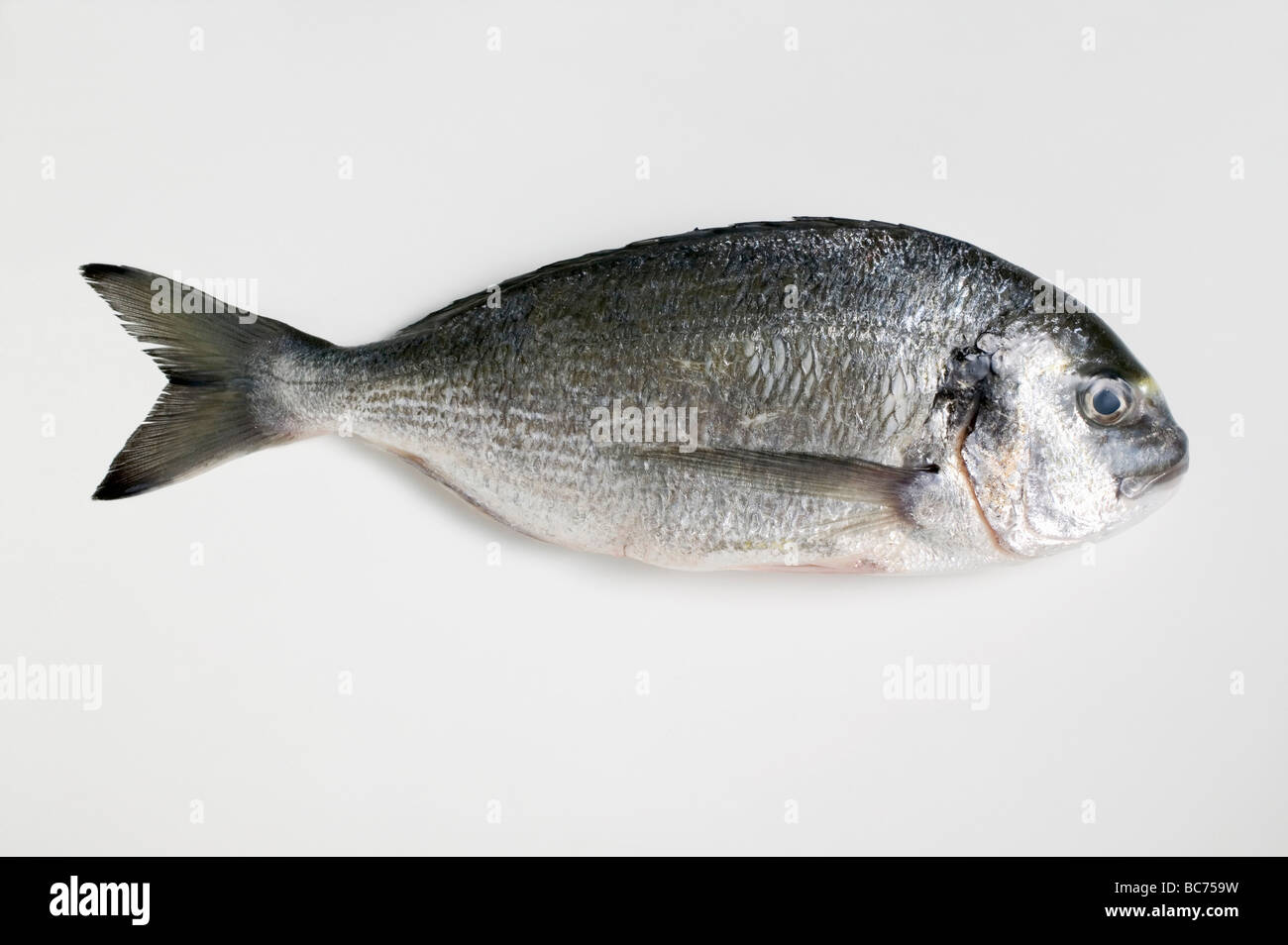 Gilthead bream Stock Photo - Alamy