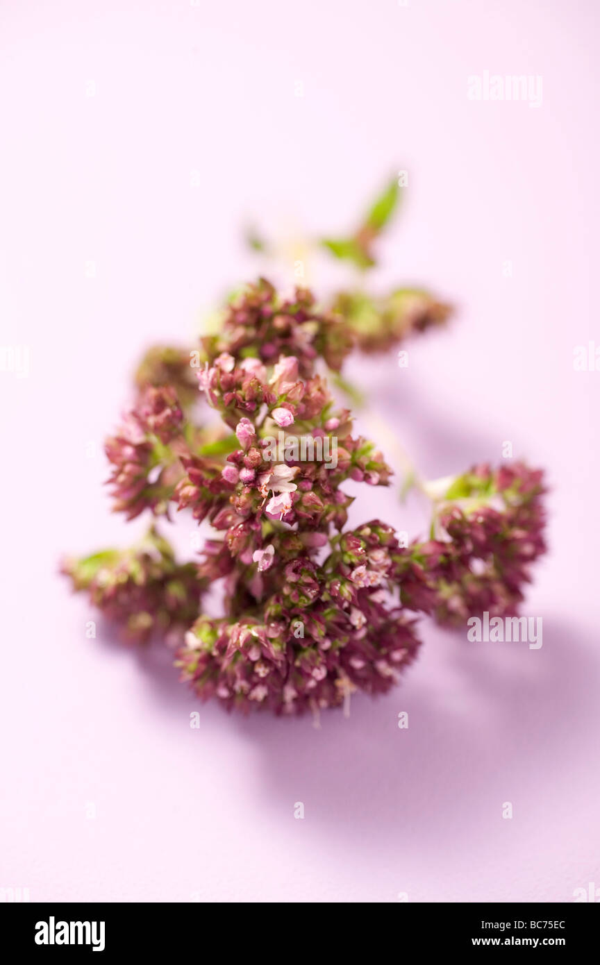 Thyme flowers vulgaris hi-res stock photography and images - Alamy